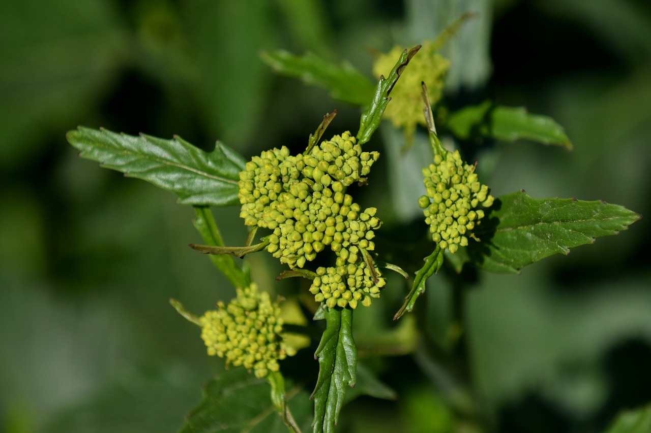 ¿Qué es el Berre? | SheRides